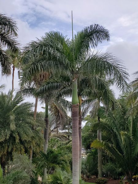 In The Garden: The Florida royal palm is truly majestic - SANIBEL ...